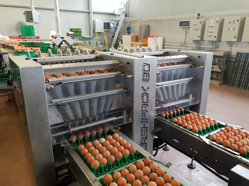 Egg Automation - robot egg grader, Farm packers | Ovoconcept